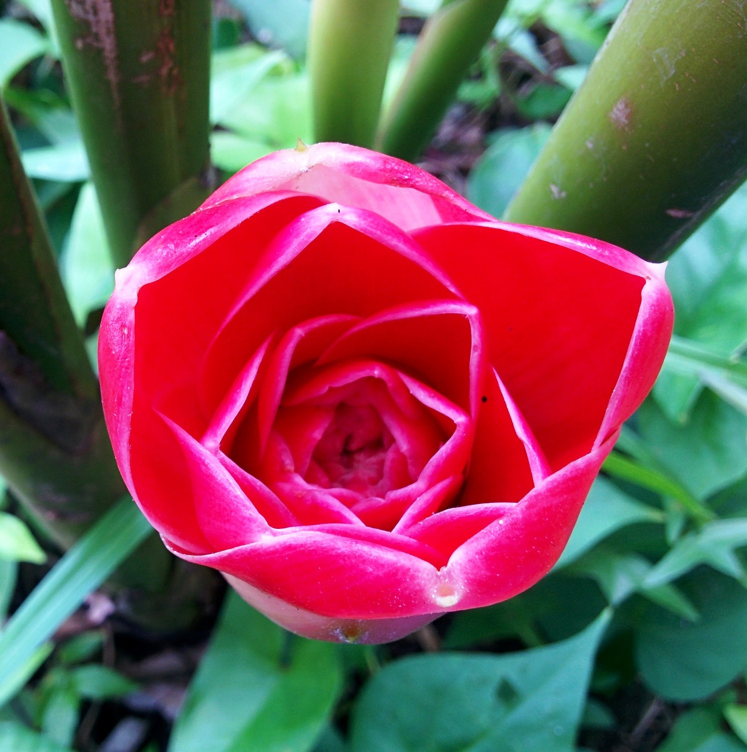 Coral Tulip Torch Ginger Etlingera Eliator Live Rhizome | Etsy