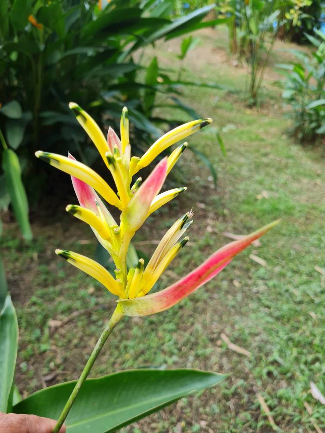 Dwarf Heliconia Strawberries and Cream Parrots Beak Live Rhizome Exotic ...