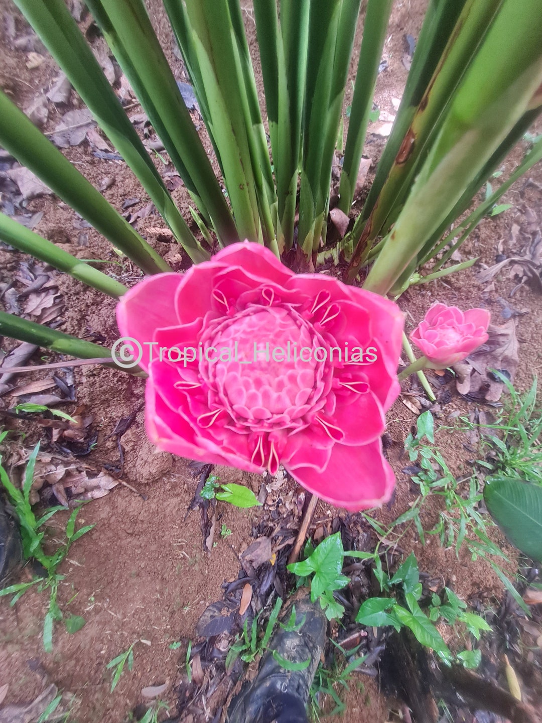 Candy Cane Tulip Torch Ginger Etlingera Eliator Live Rhizome - Etsy