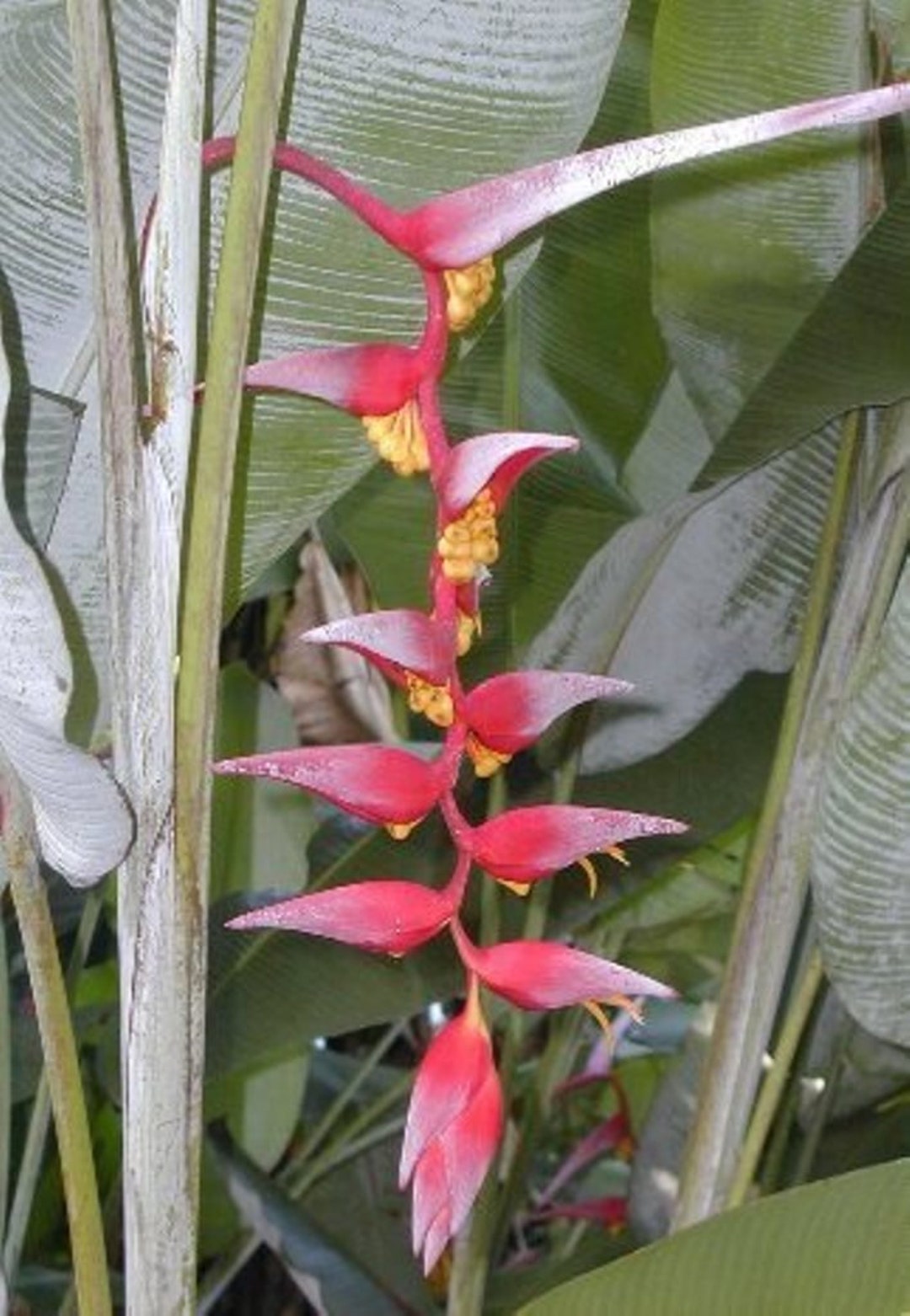 Heliconia Collinsiana Live Rhizome Tropical Exotic Plant - Etsy