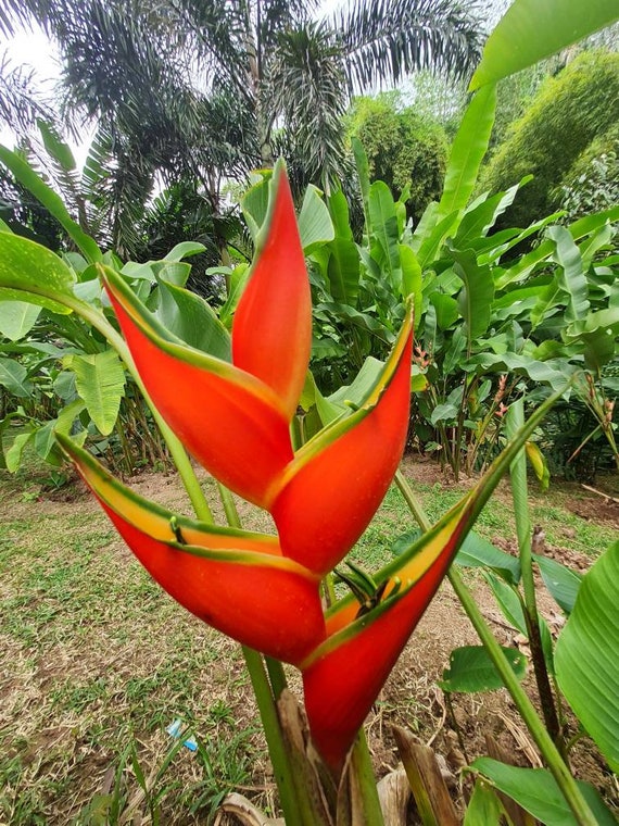 Dwarf Heliconia Orthotricha Oriole Orange Live Rhizome - Etsy