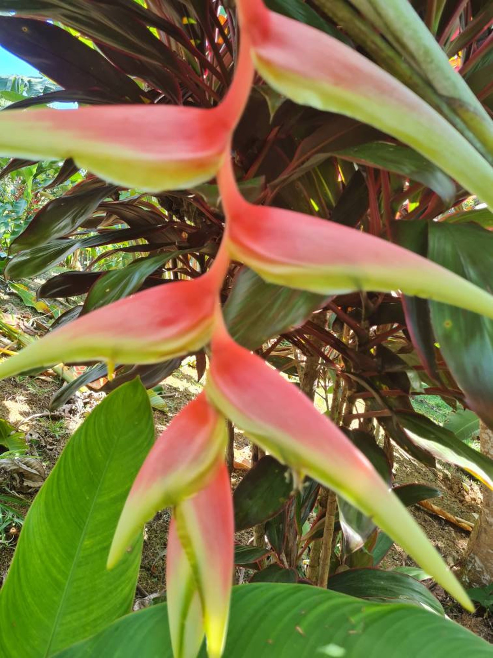Heliconia Chartacea Extra Sexy Live Rhizome Tropical Exotic - Etsy