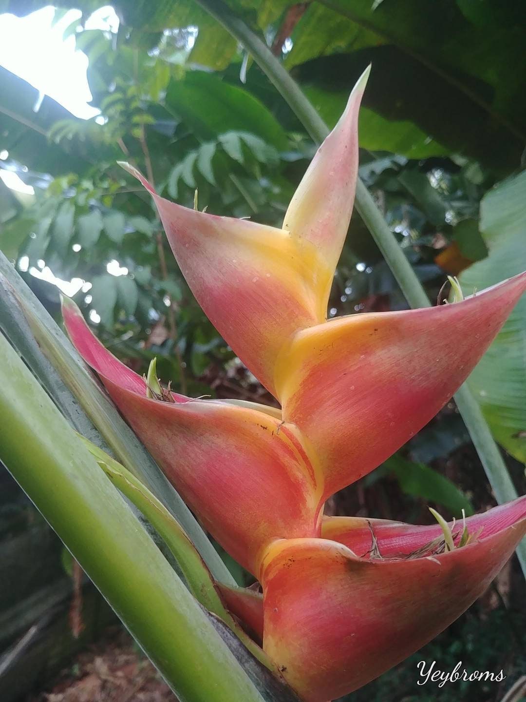 New Heliconia Caribaea Mango Live Rhizome Exotic Tropical Plant Lobster ...