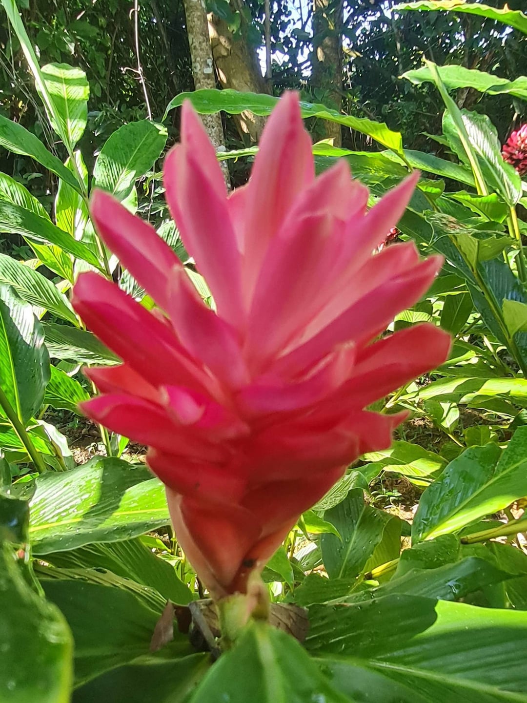 New Kimi Ginger Live Rhizome Tropical Plant Alpinia Purpurata Rare - Etsy