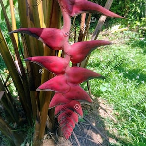 Heliconia Mariae Bushmaster Live Rhizome Exotic Tropical Plant Hairy ...