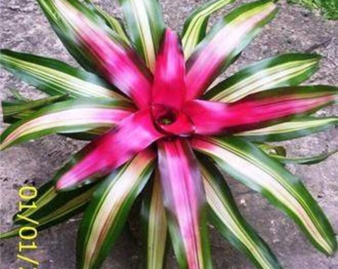 Bromeliad Neoregelia Tricolor Live Exotic Tropical Plant Landscape - Etsy
