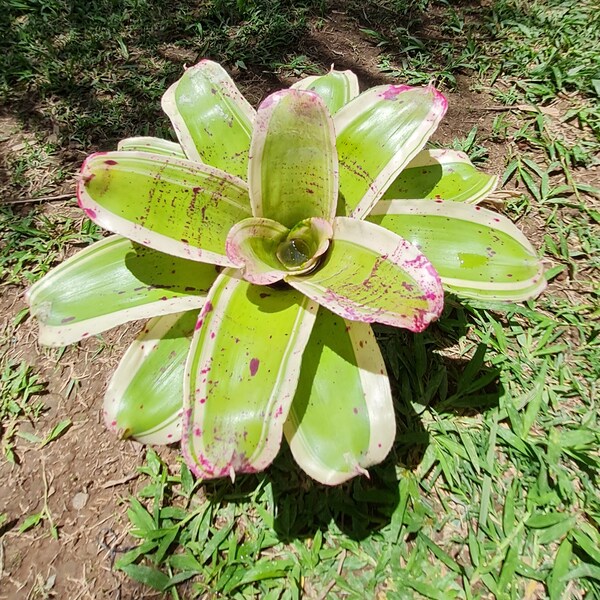 Neoregelia - Etsy
