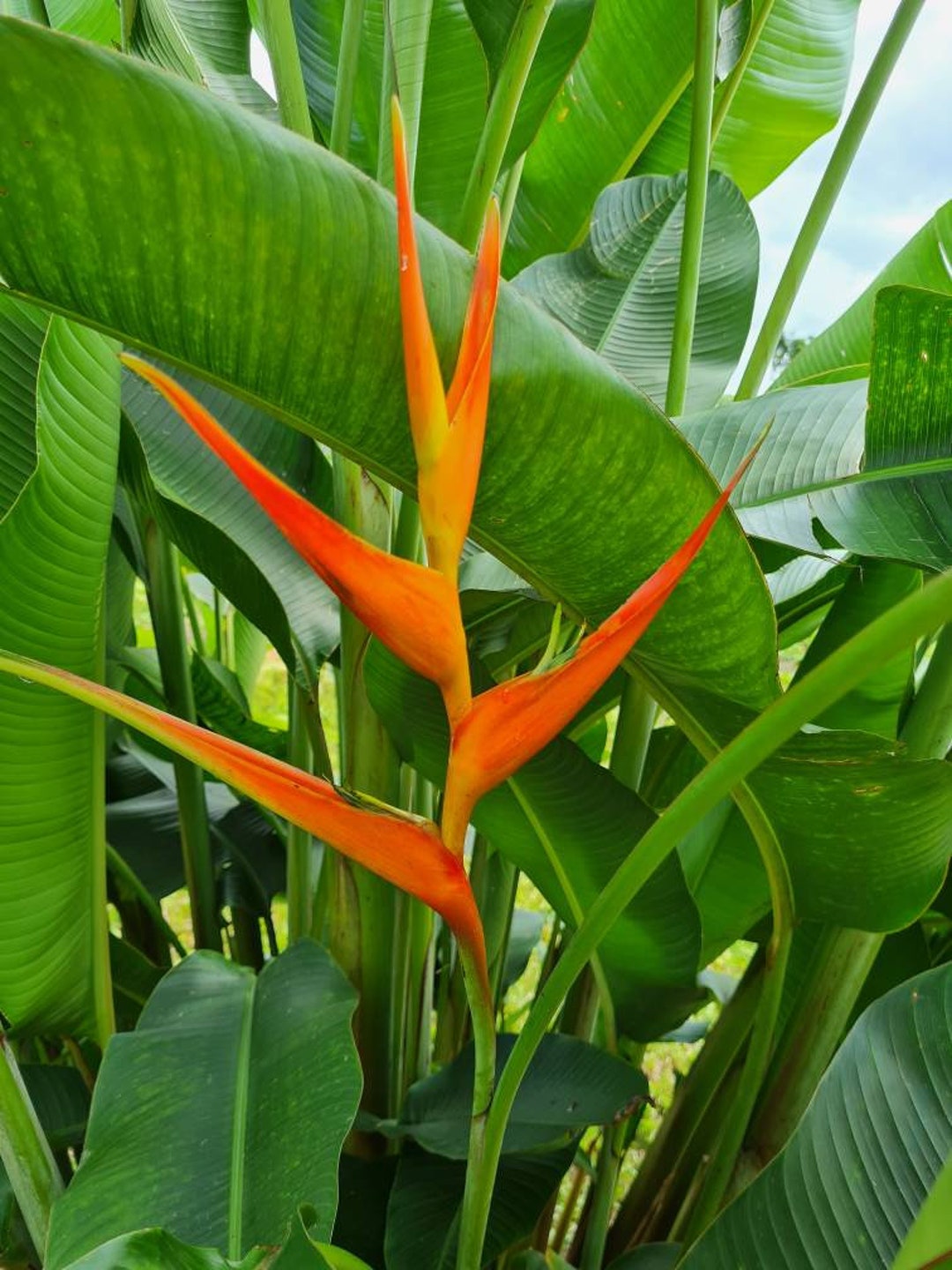 New Heliconia Latispatha Fat Lat Live Rhizome Exotic Tropical Plant - Etsy