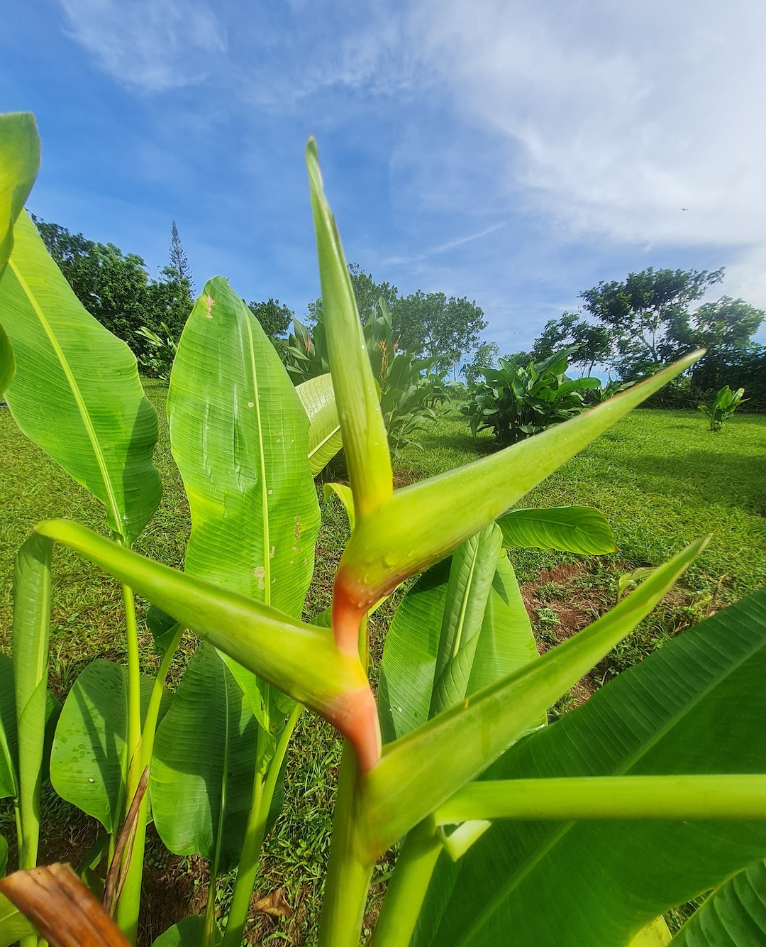 New Heliconia Pastel Colors Live Rhizome Exotic Plant - Etsy