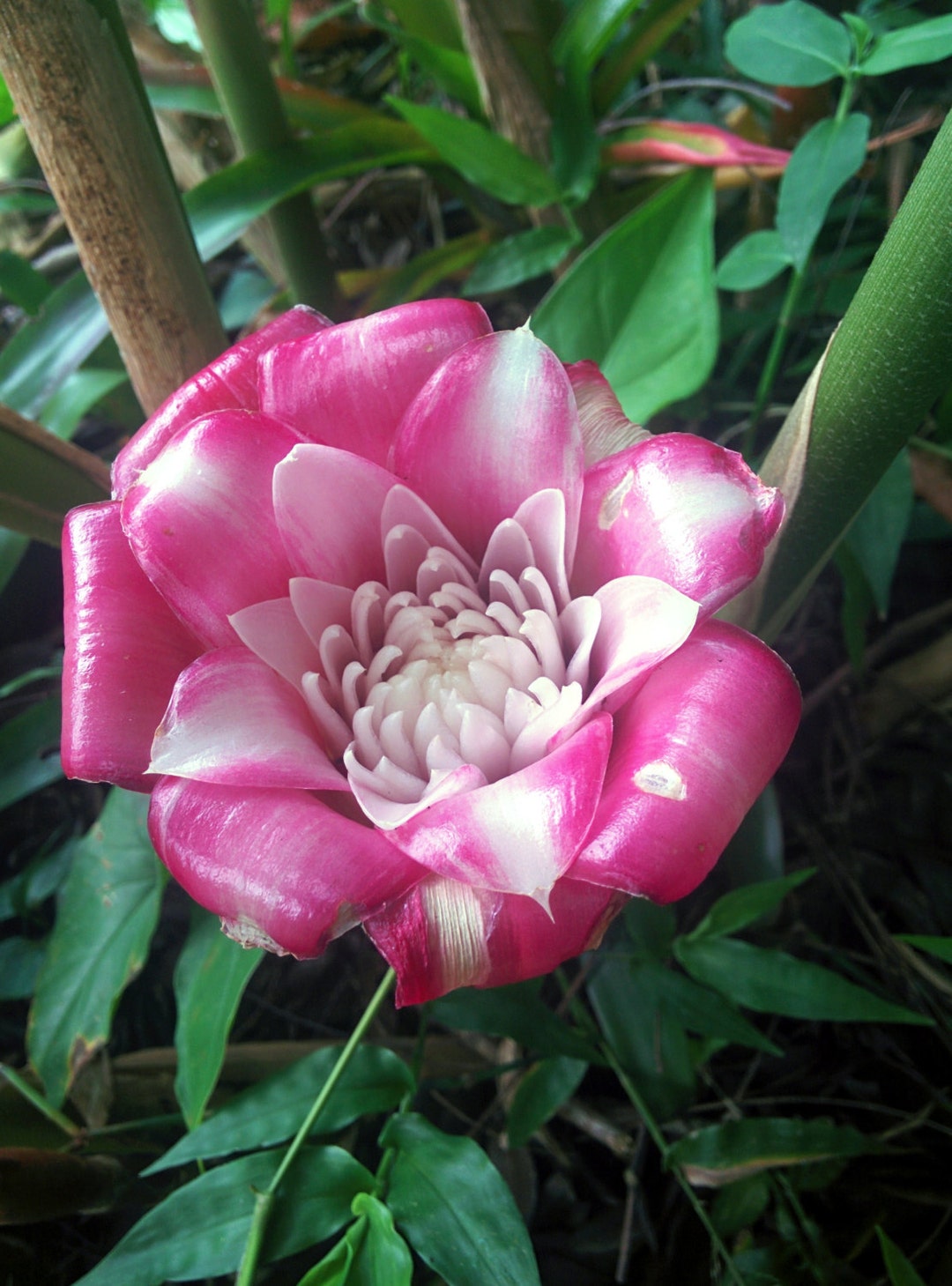Malay Rose Torch Ginger Etlingera Venusta Live Rhizome Tropical Plant ...