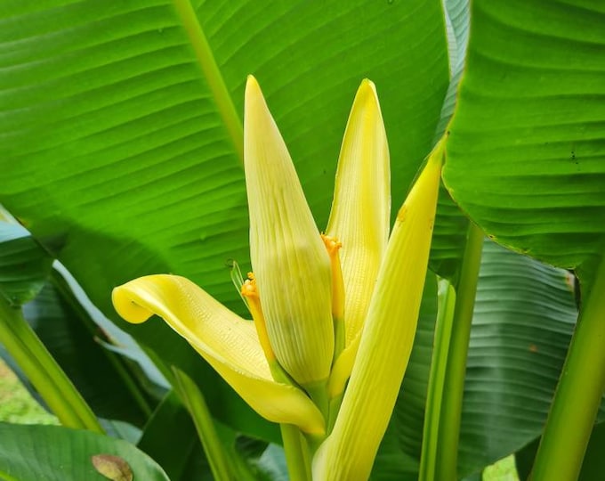 Musa Ornata Siam Yellow Banana Live Rhizome Tropical Plant Exotic - Etsy