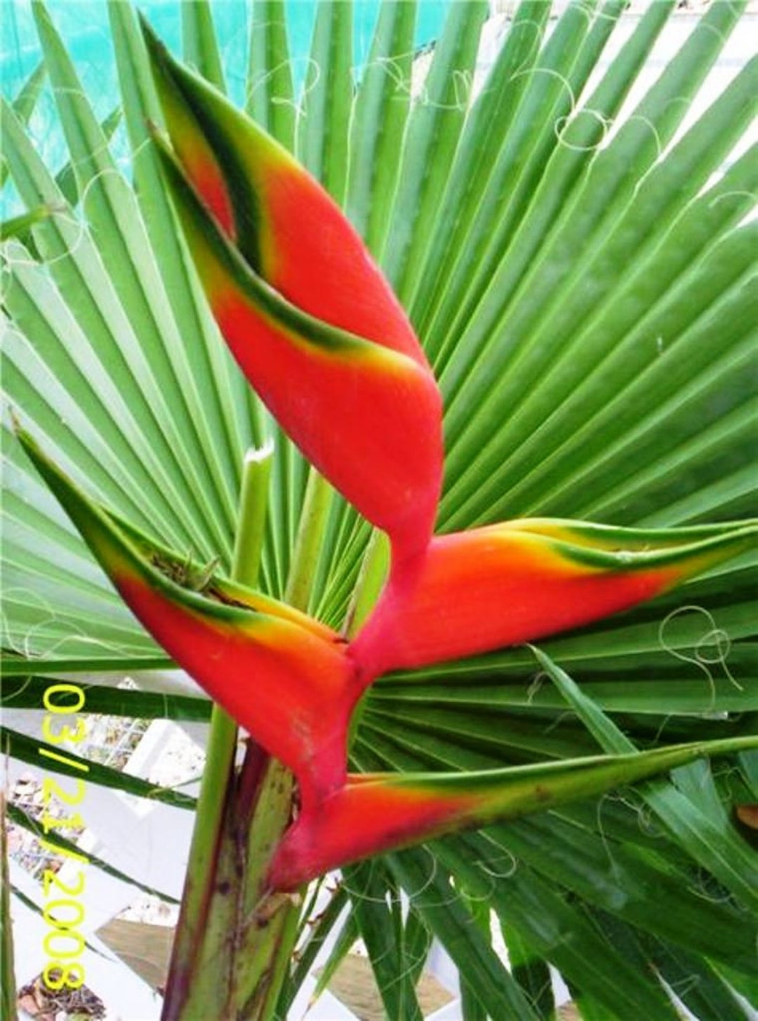 Heliconia Halloween Live Rhizome Tropical Plant Exotic Flower - Etsy
