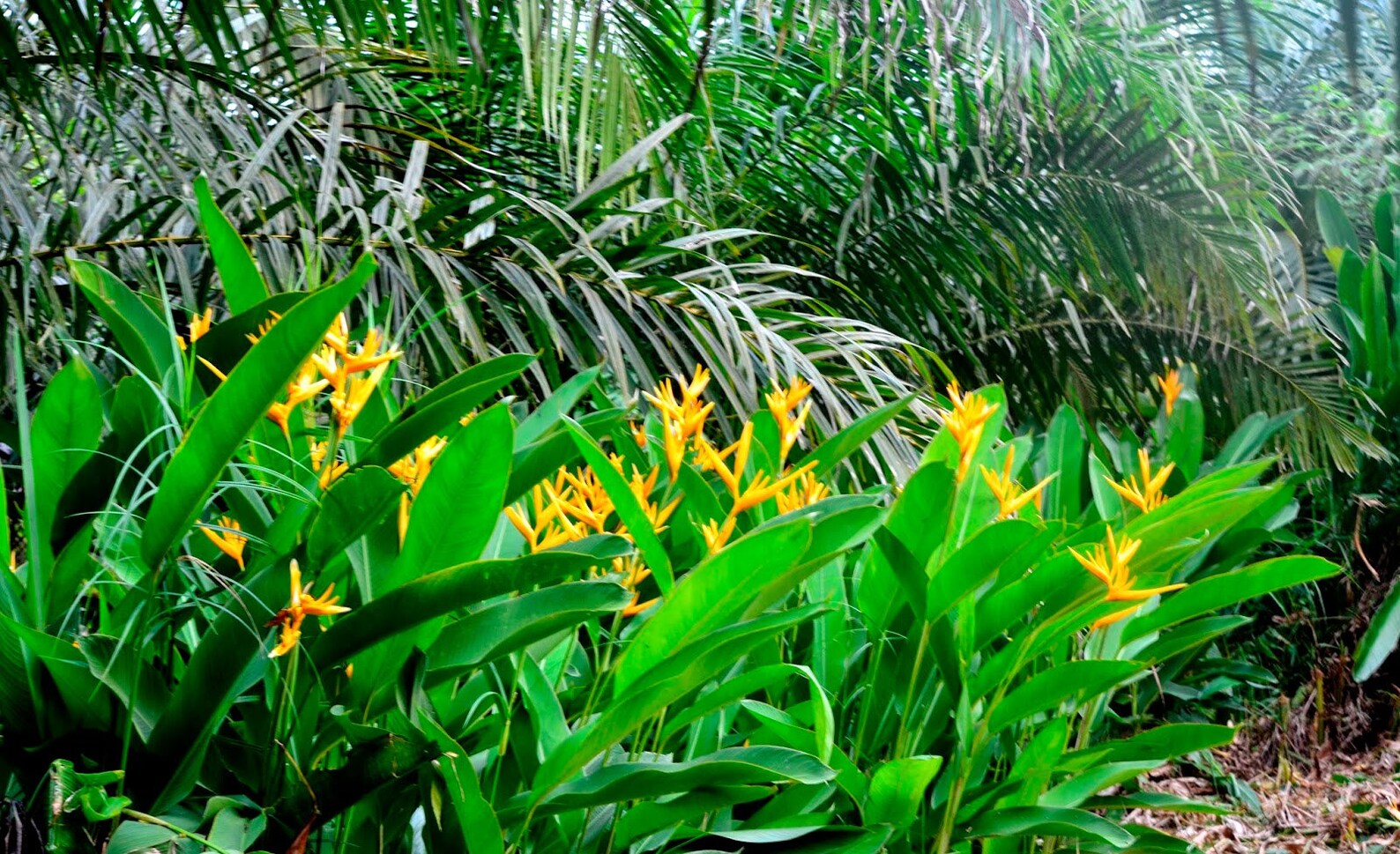 Two Dwarf Heliconia Golden Torch Parrots Beak Live Rhizome Plant Exotic ...