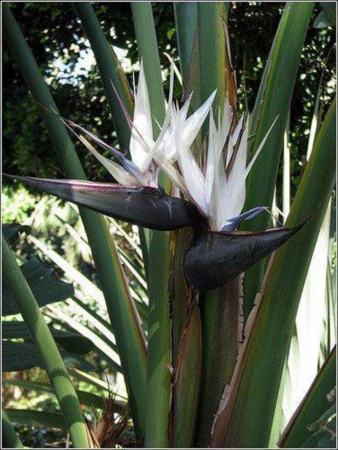 Strelitzia Nicolai White Bird of Paradise Live Tropical Plant - Etsy