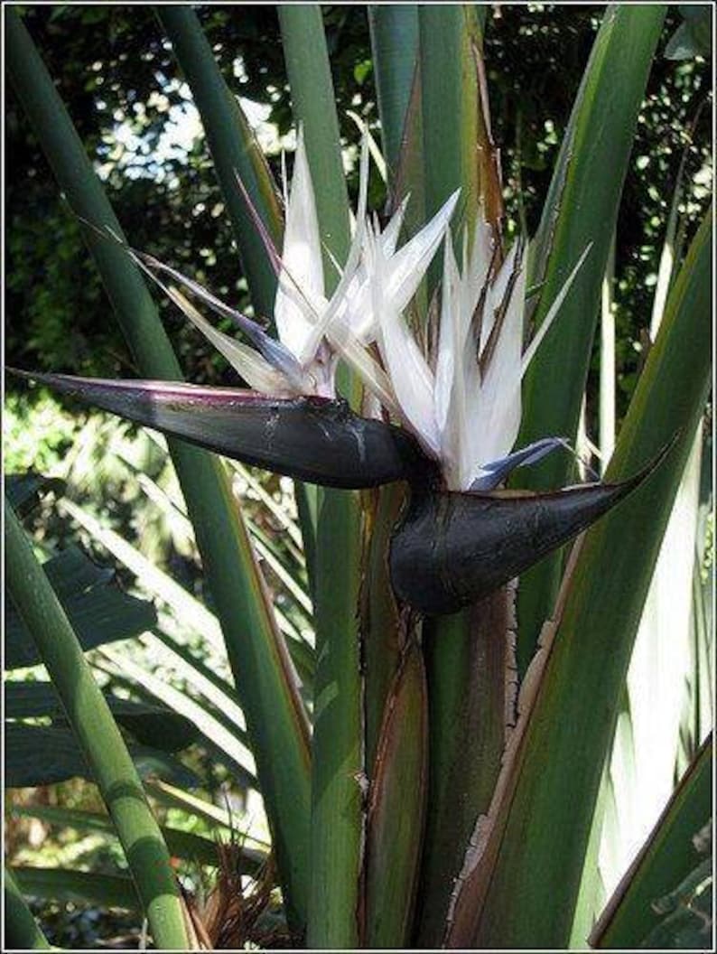 Strelitzia Nicolai White Bird of Paradise Live Tropical Plant Exotic - Etsy