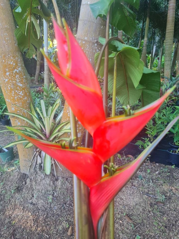 Heliconia New Dwarf Heliconia Stricta X Orthotricha Orange Crush Live
