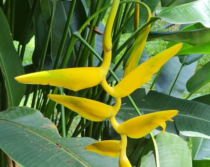 Heliconia Marginata Lutea Hanging Bloom Yellow Very Exotic Full Sun ...