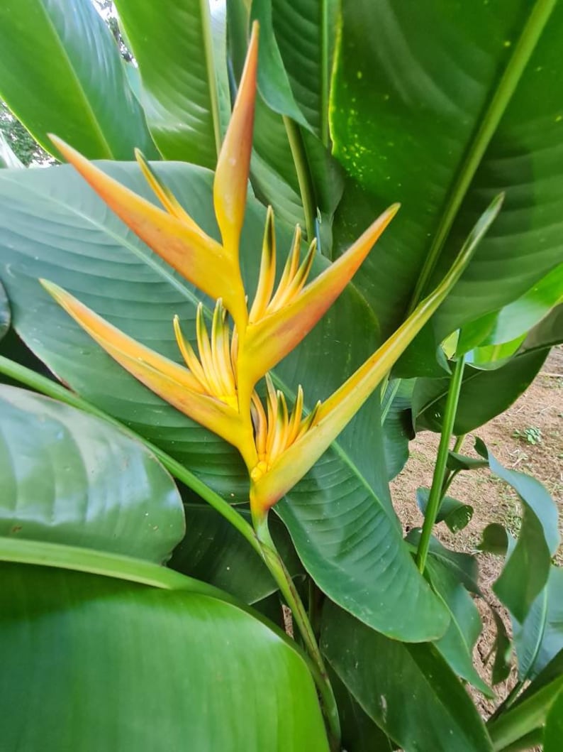 New Heliconia Alan Carle Live Rhizome Plant Exotic Tropical Banana ...