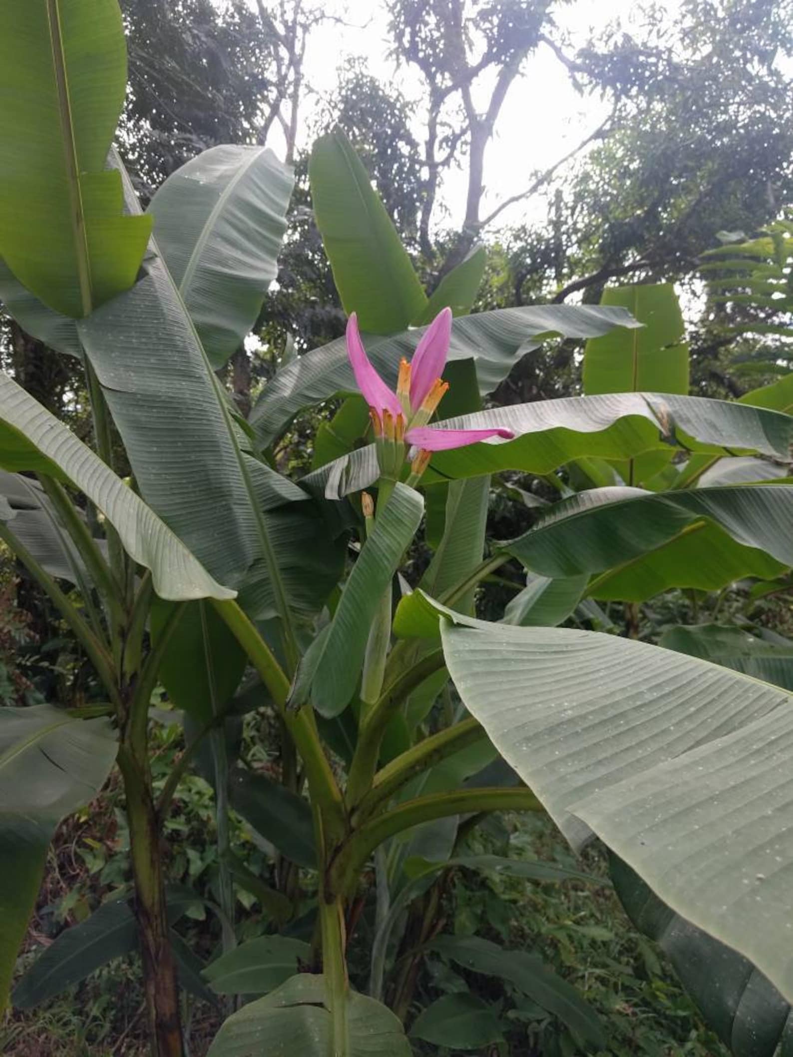 Musa Ornata Lavender Banana Live Rhizome Tropical Plant Exotic - Etsy