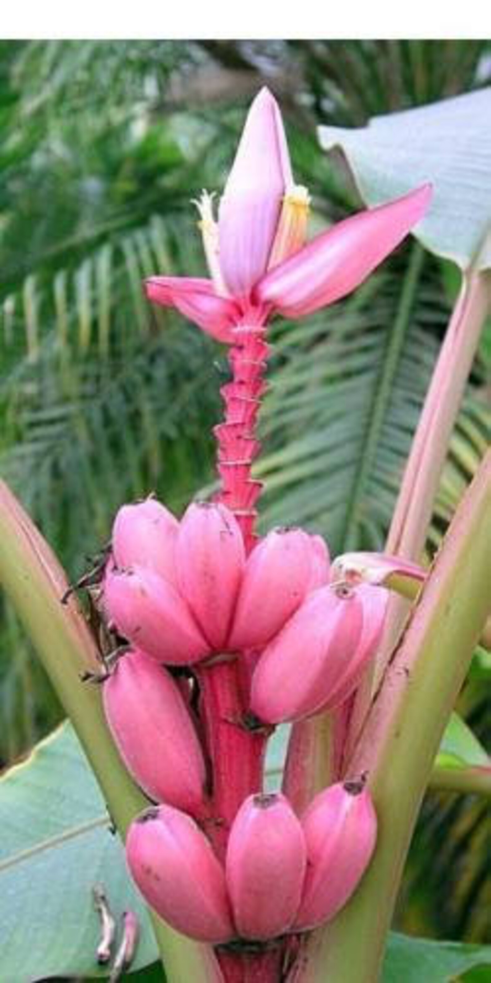 Musa Velutina Baby Pink Velvet Banana Live Rhizome Tropical Exotic ...