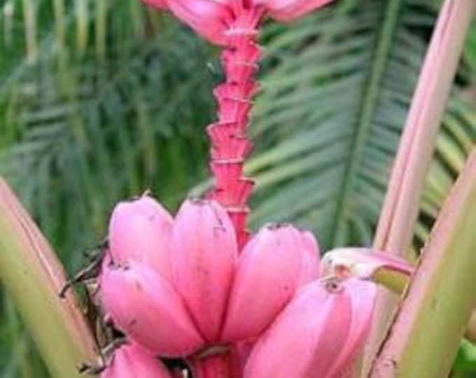 Musa Velutina Baby Pink Velvet Banana Live Rhizome Tropical Exotic - Etsy