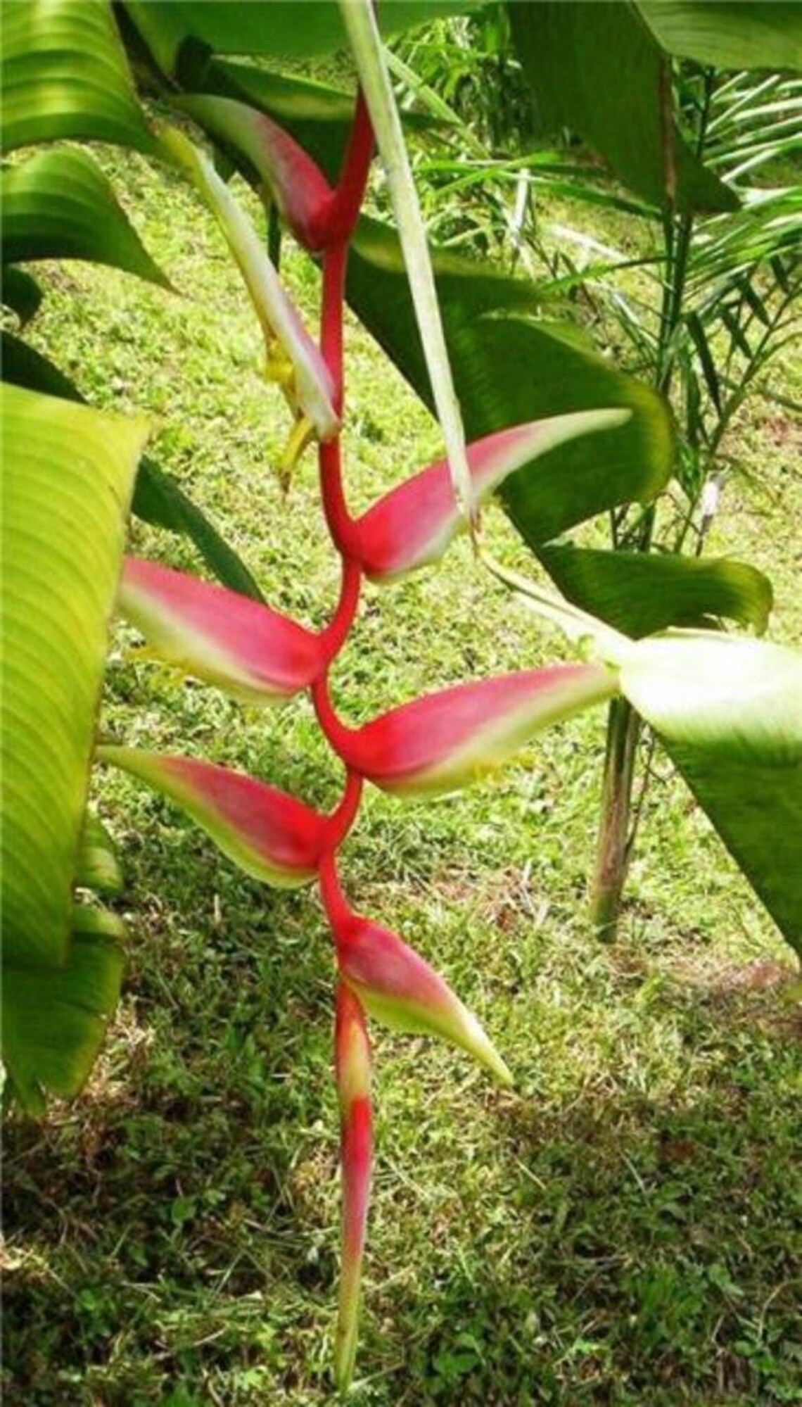 Heliconia Chartacea Extra Sexy Live Rhizome Tropical Exotic Plant ...
