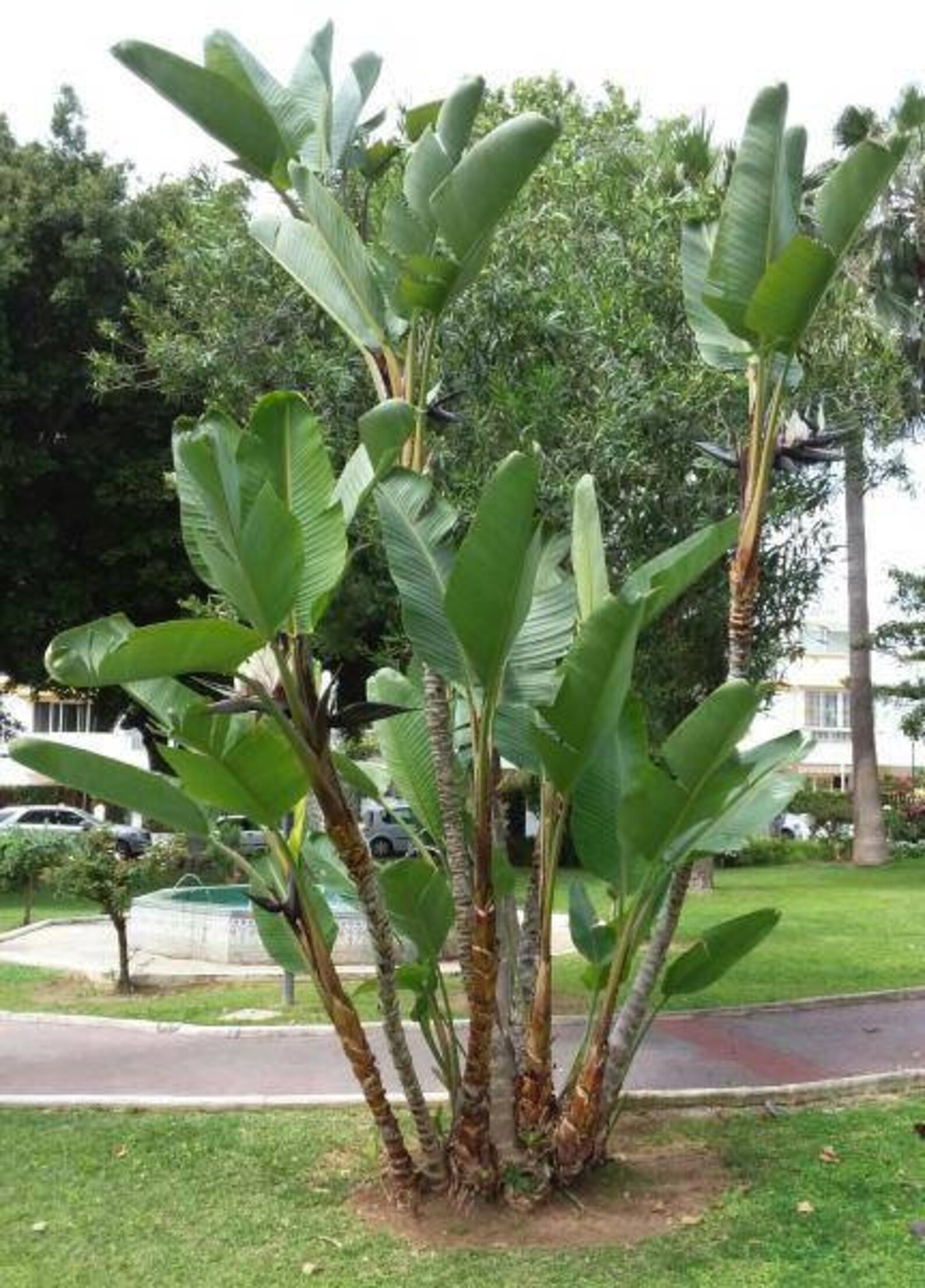 Strelitzia Nicolai White Bird of Paradise Live Tropical Plant - Etsy