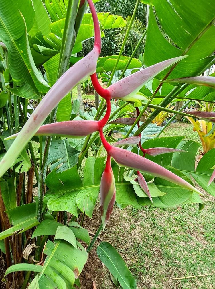 Heliconia Chartacea Sexy Scarlet Live Rhizome Tropical Plant - Etsy ...