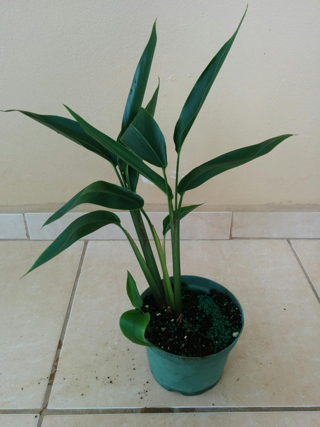 Dwarf Heliconia Choconiana Parrots Beak Live Plant Exotic Tropical - Etsy