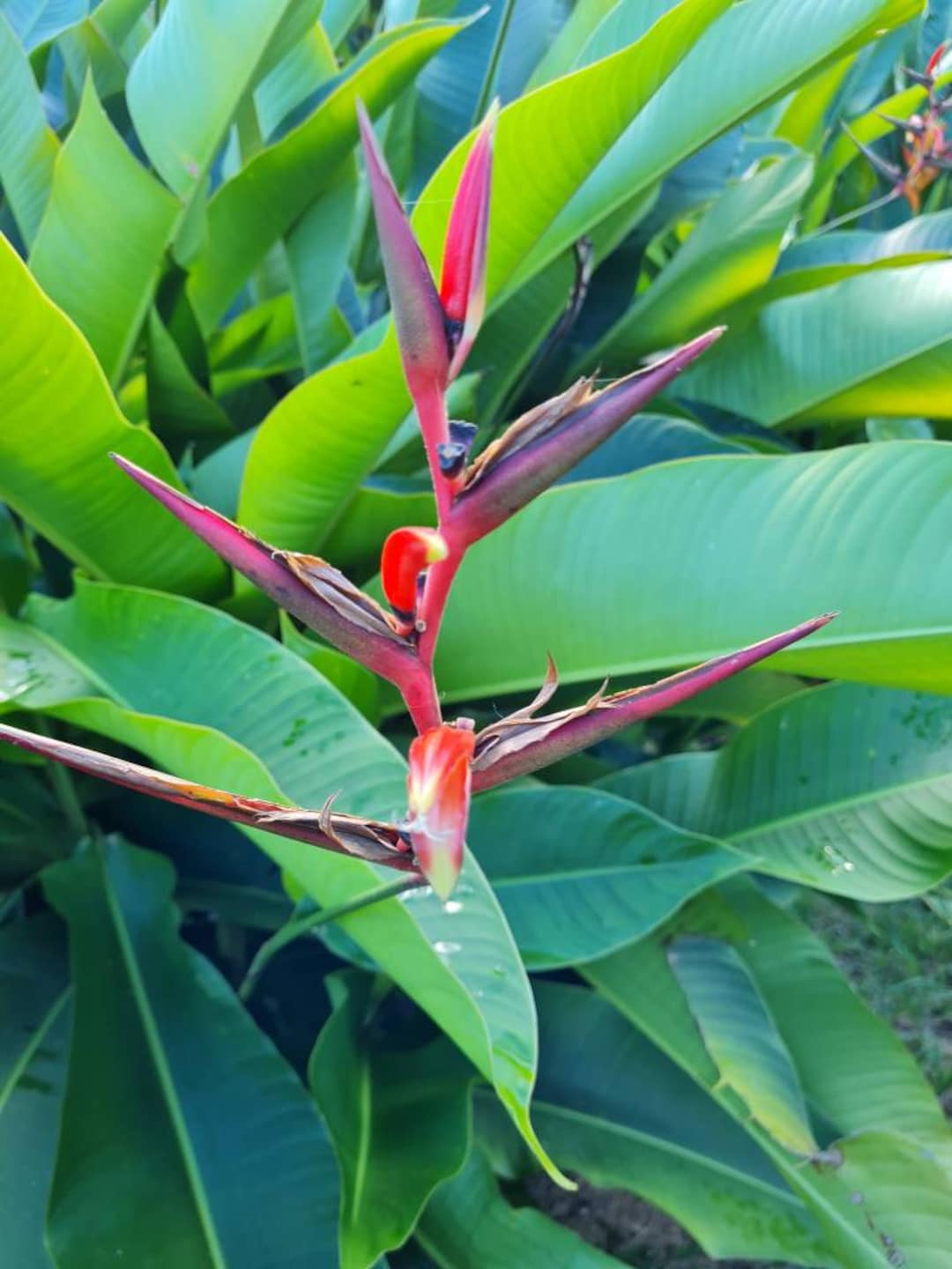Heliconia Osaensis Peachy Live Rhizome Tropical Plant Exotic - Etsy
