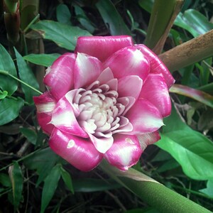 Malay Rose Torch Ginger Etlingera Venusta Live Rhizome Tropical Plant ...