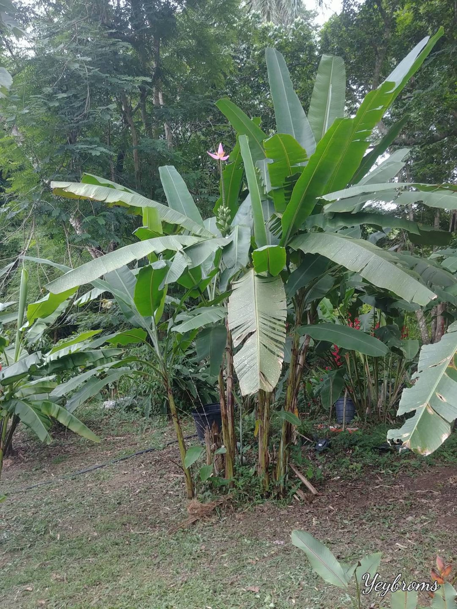 Musa Ornata Lavender Banana Live Rhizome Tropical Plant Exotic - Etsy