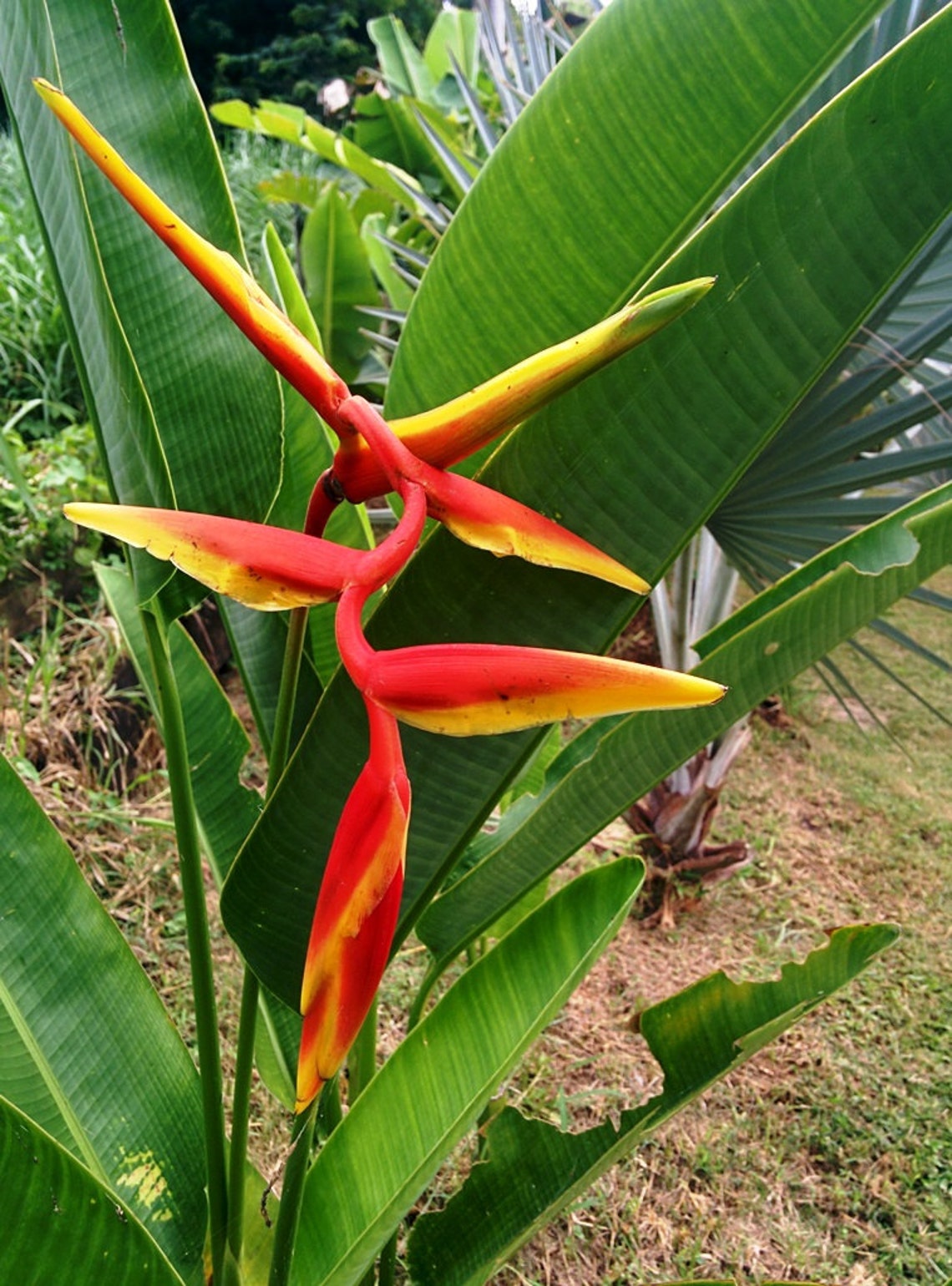 Heliconia Marginata Red Hanging Live Rhizome Tropical Plant - Etsy
