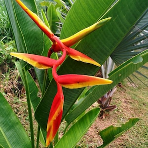 Heliconia Marginata Red Hanging Live Rhizome Tropical Plant - Etsy