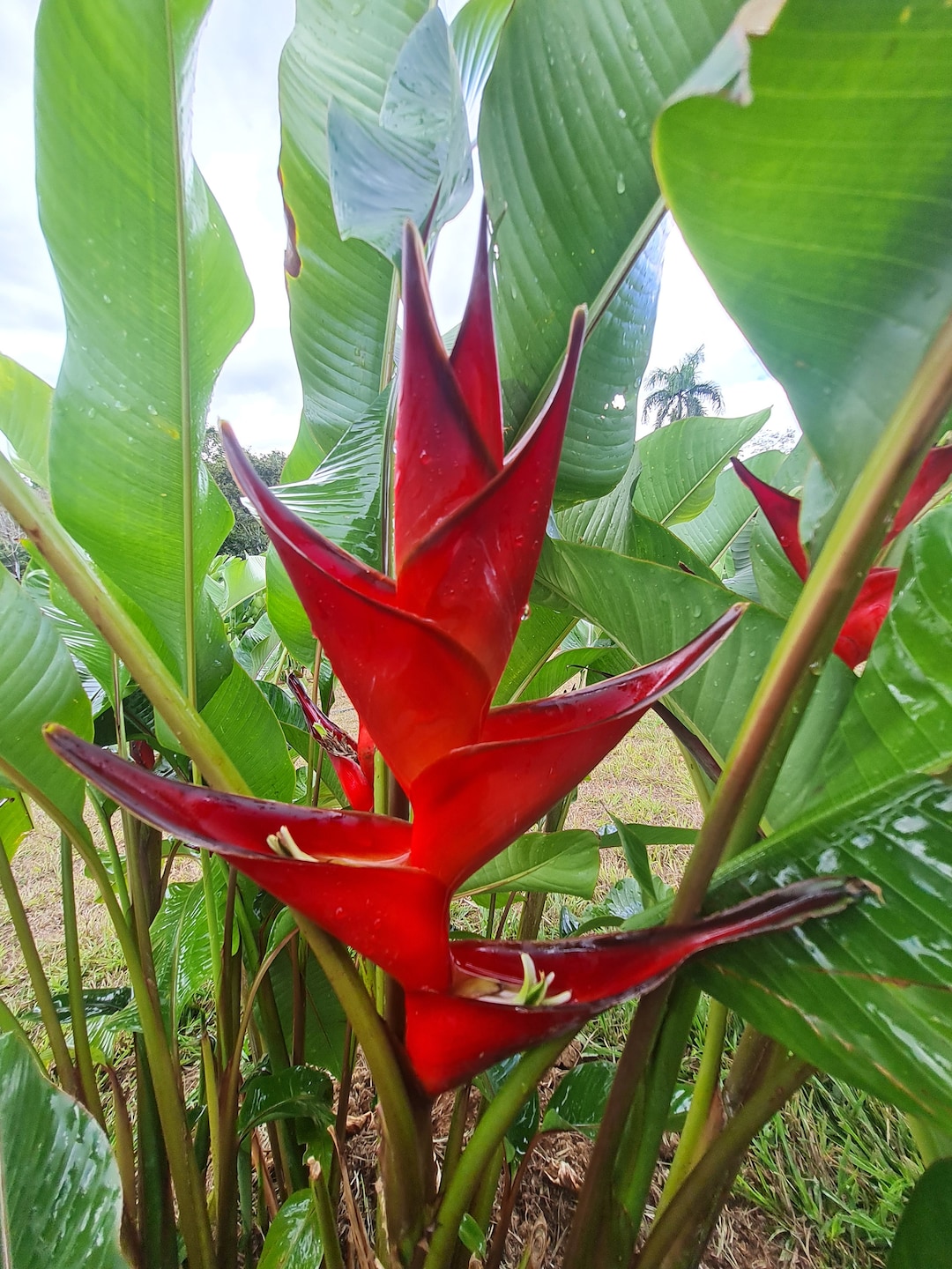 New Dwarf Heliconia Sunrise Live Rhizome Tropical Exotic Plant - Etsy