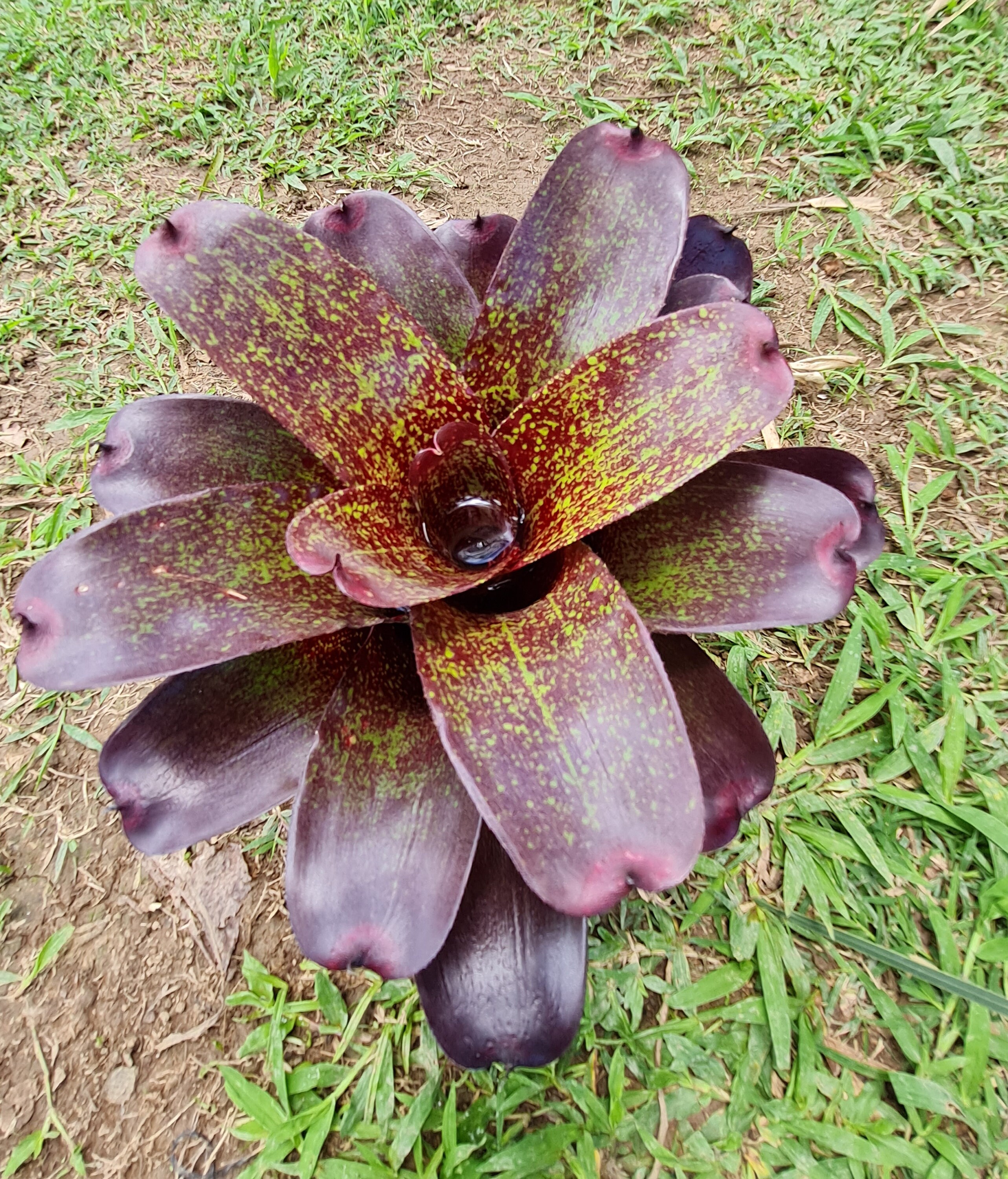 Bromeliad Neoregelia