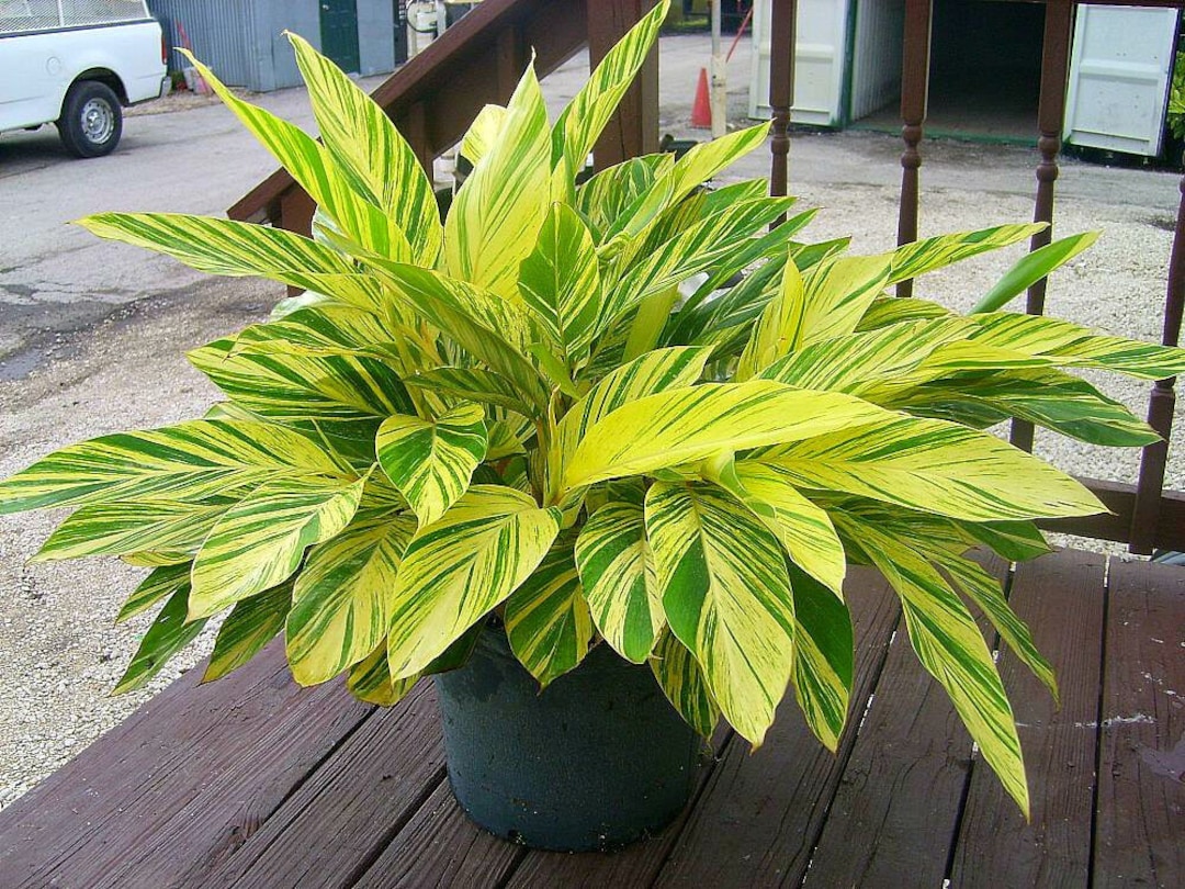 Alpinia Zerumbet Variegata Shell Ginger Live Rhizome Plant Tropical ...