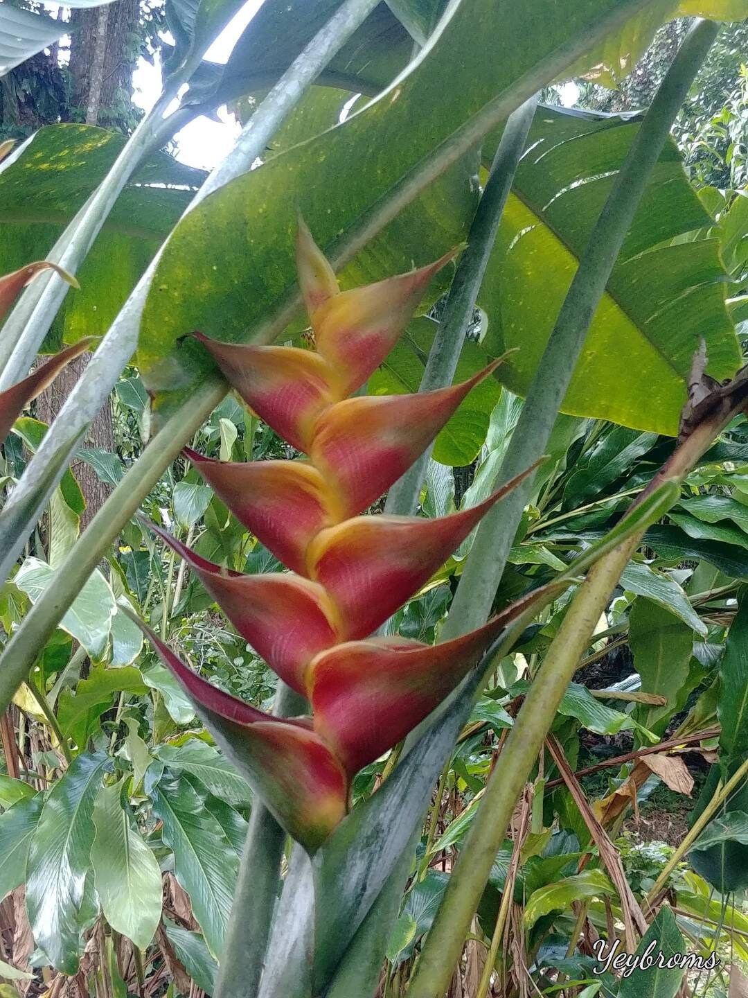 New Heliconia Caribaea Mango Live Rhizome Exotic Tropical - Etsy