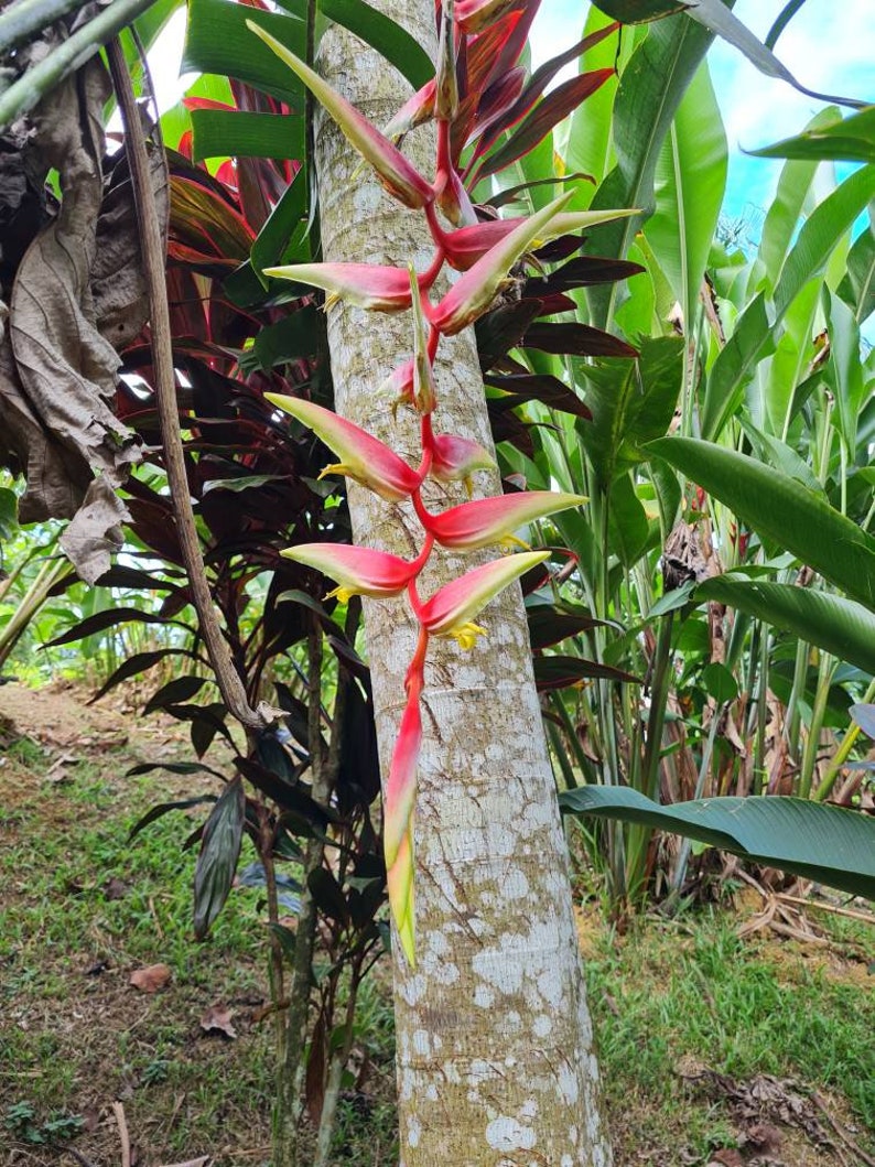 Heliconia Chartacea Extra Sexy Live Rhizome Tropical Exotic - Etsy