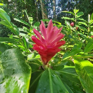 New Kimi Ginger Live Rhizome Tropical Plant Alpinia Purpurata Rare - Etsy