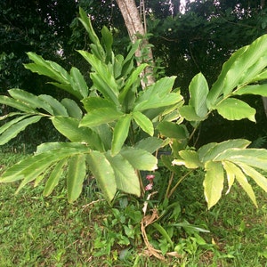 Malay Rose Torch Ginger Etlingera Venusta Live Rhizome Tropical Plant ...