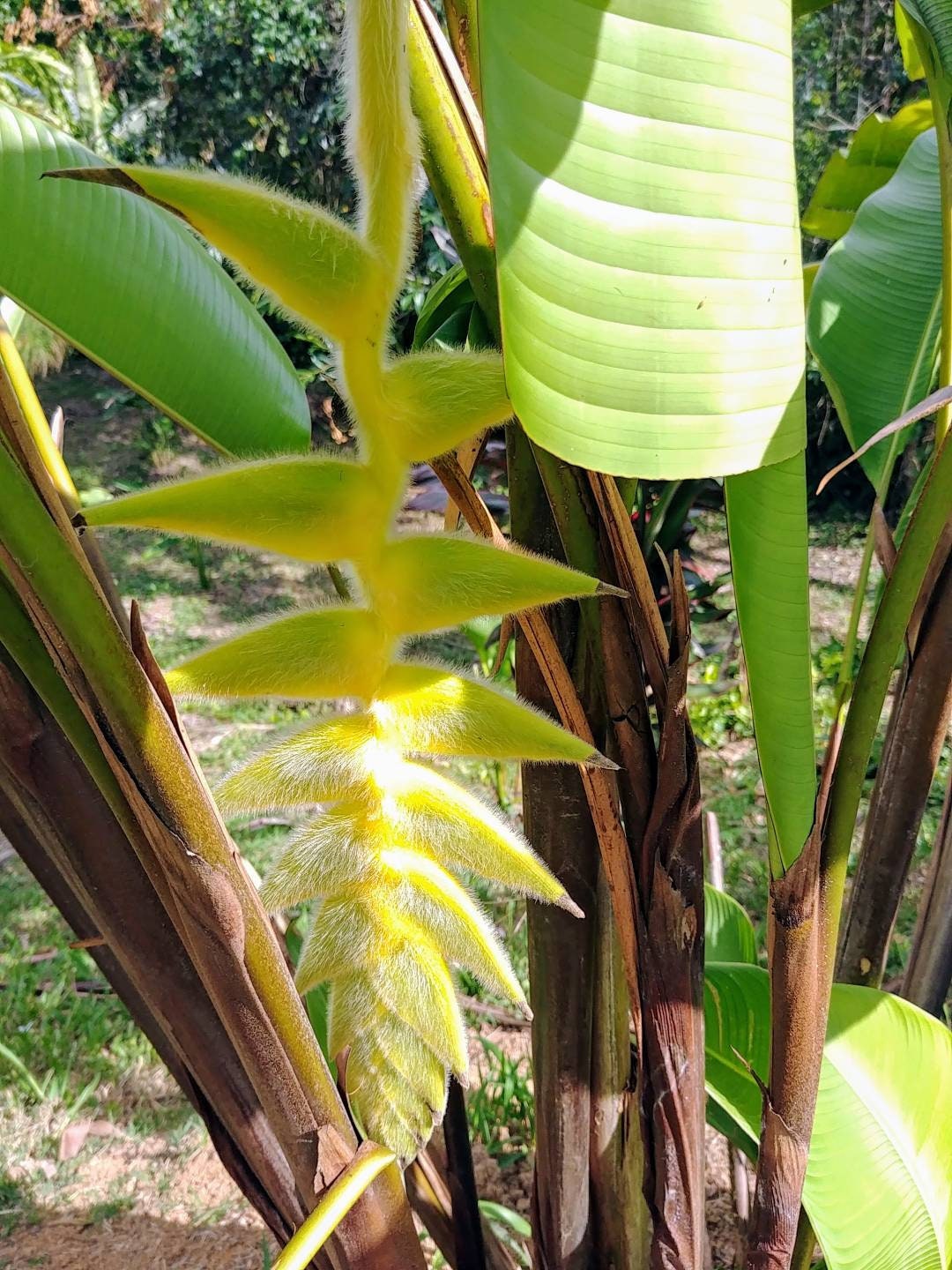 Heliconia Xanthovillosa Shogun Live Rhizome Hairy Yellow Flower Exotic ...
