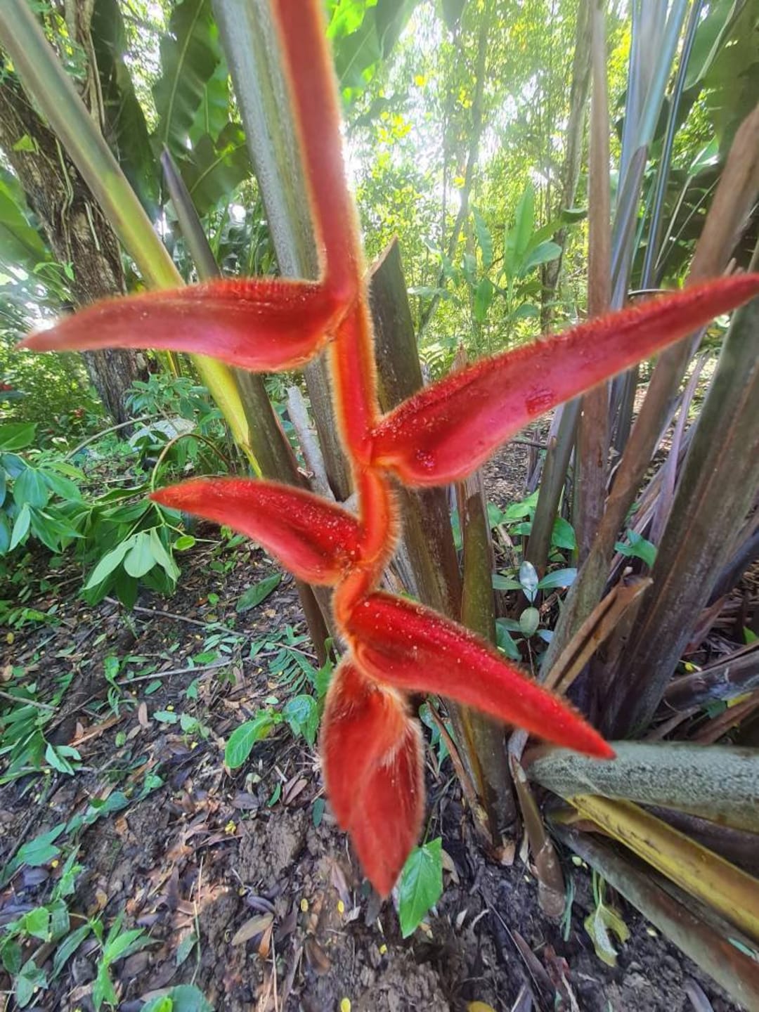New Heliconia Vellerigera Red Howler Live Rhizome Exotic Tropical Plant ...