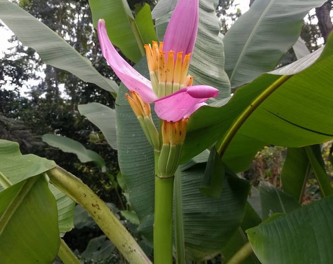 Musa Ornata Lavender Banana Live Rhizome Tropical Plant Exotic - Etsy