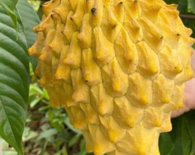 Rollinia Deliciosa Live Seedling Tropical Fruit Tree Exotic - Etsy