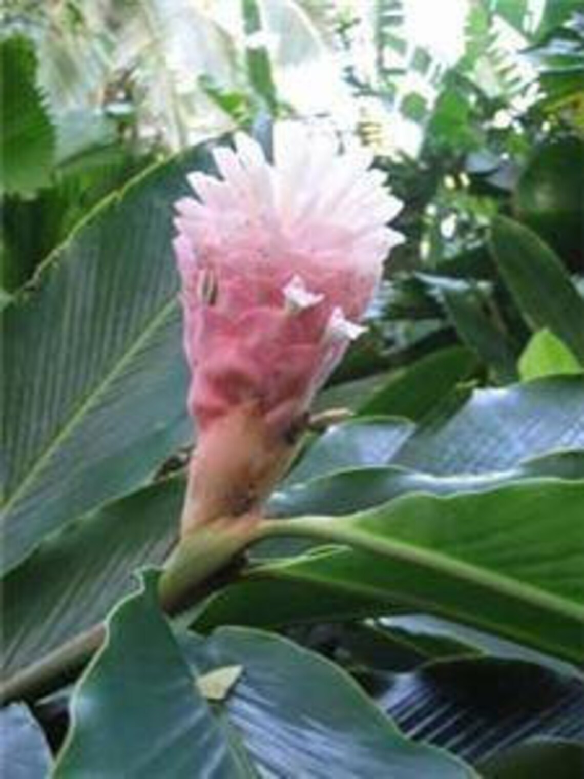 Hawaiian Jungle Queen Ginger Live Rhizome Tropical Exotic Plant - Etsy