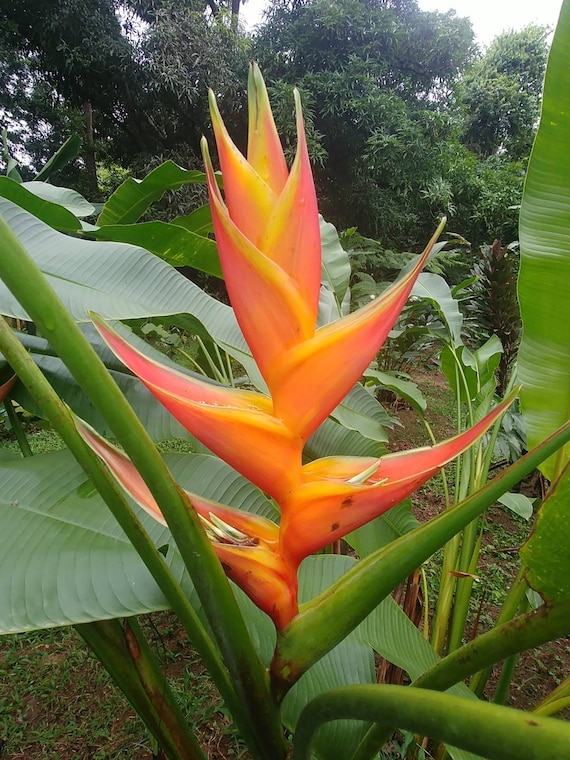 Heliconia Plant Care