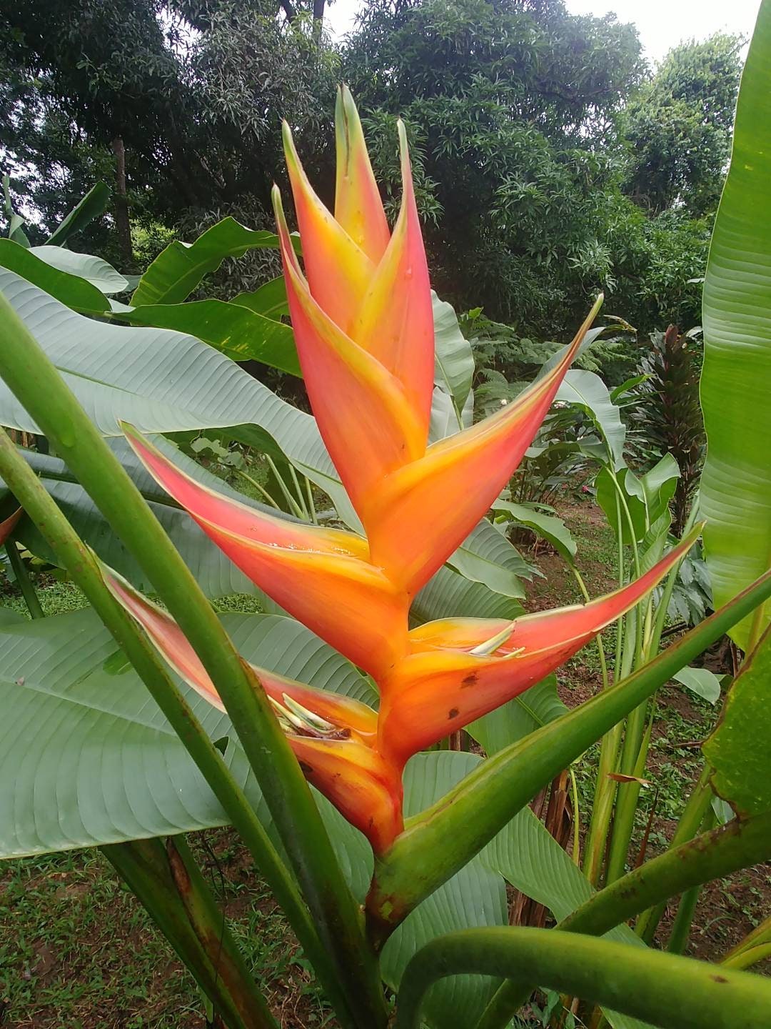 Heliconia Caribaea Orange Delight Live Rhizome Tropical Plant - Etsy