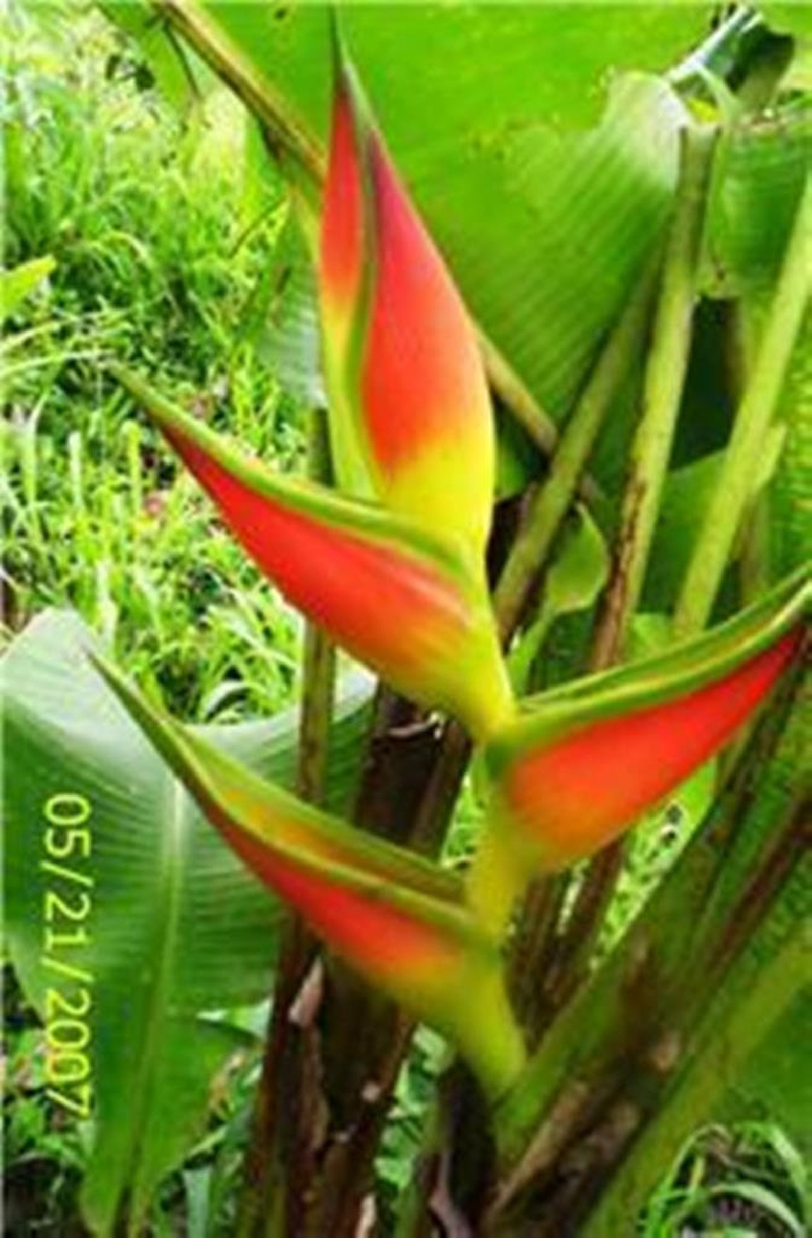 Heliconia Giant Lobster Claw Live Tropical Rhizome Exotic Plant - Etsy