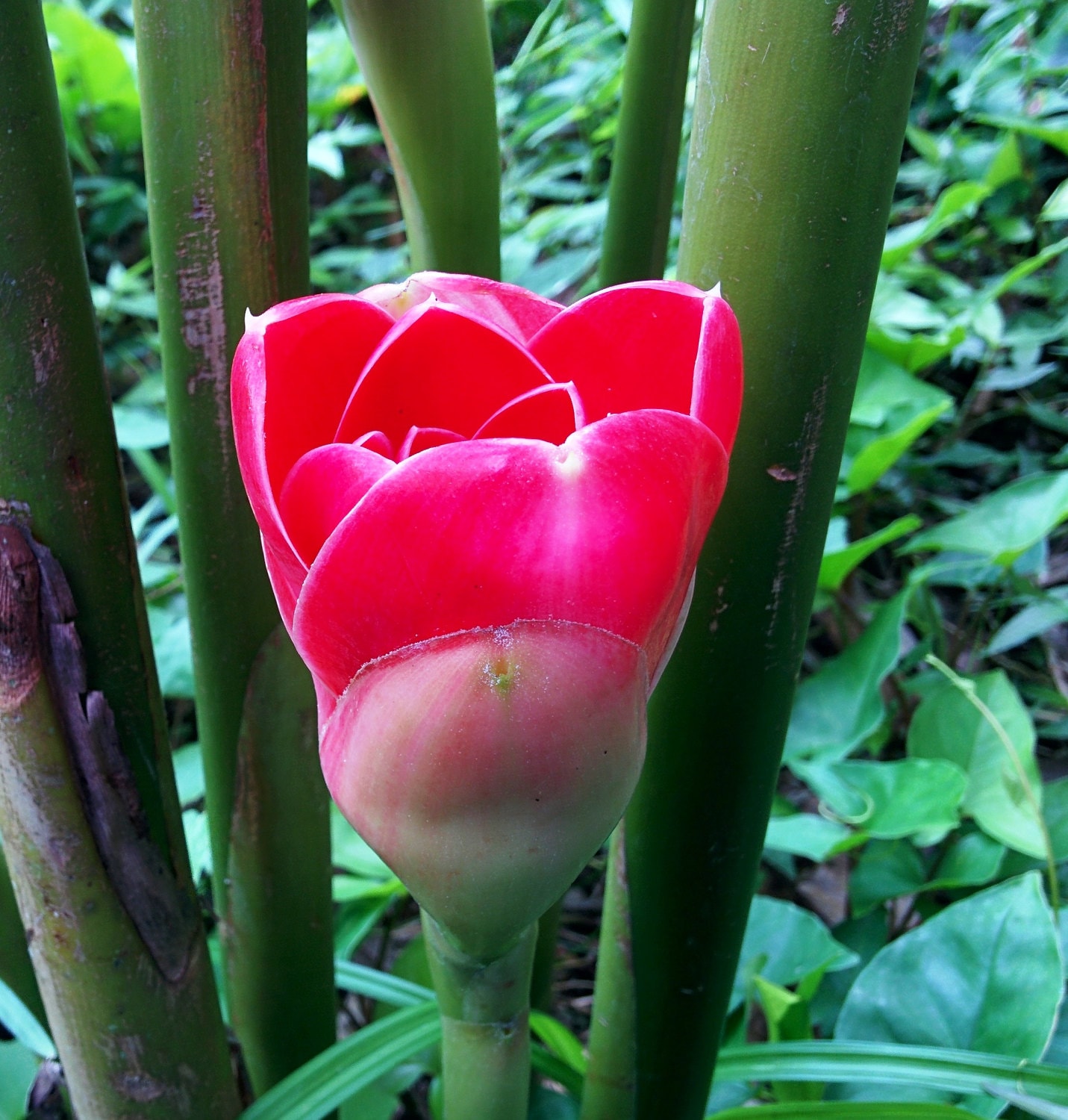 Coral Tulip Torch Ginger Etlingera Eliator Live Rhizome - Etsy